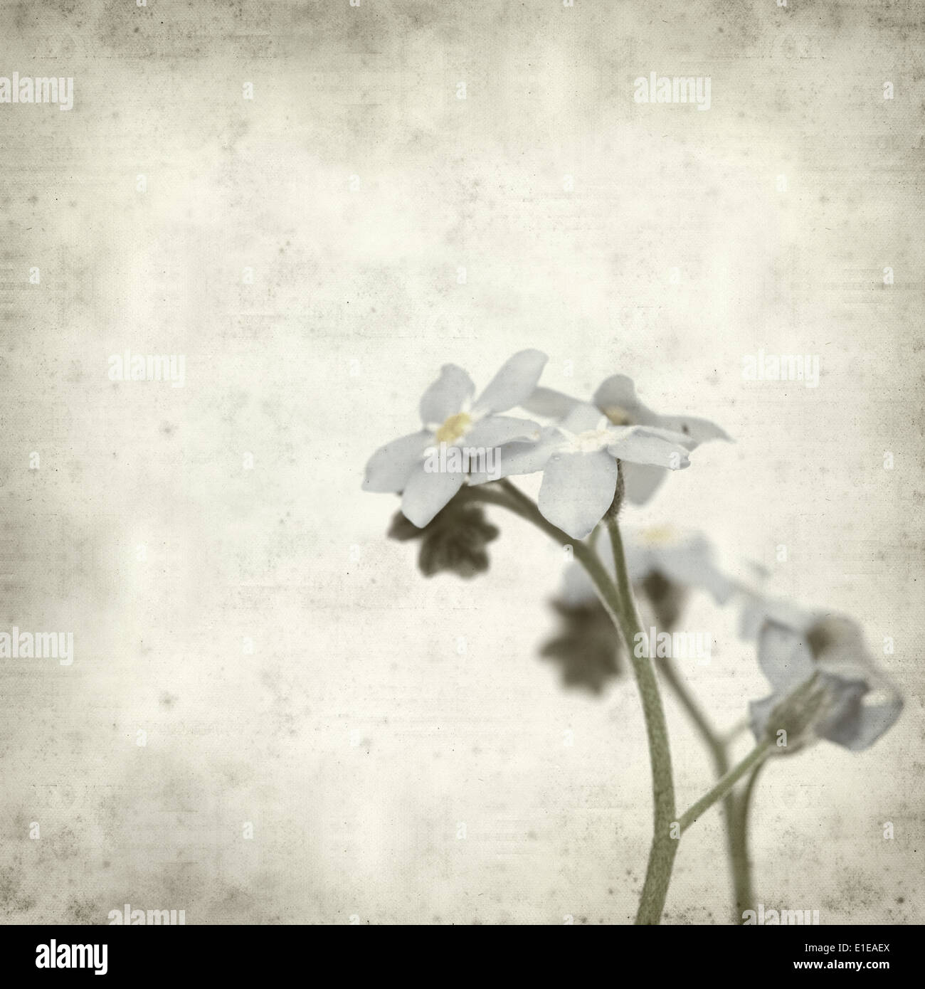 textured old paper background with forget-me-not Stock Photo - Alamy