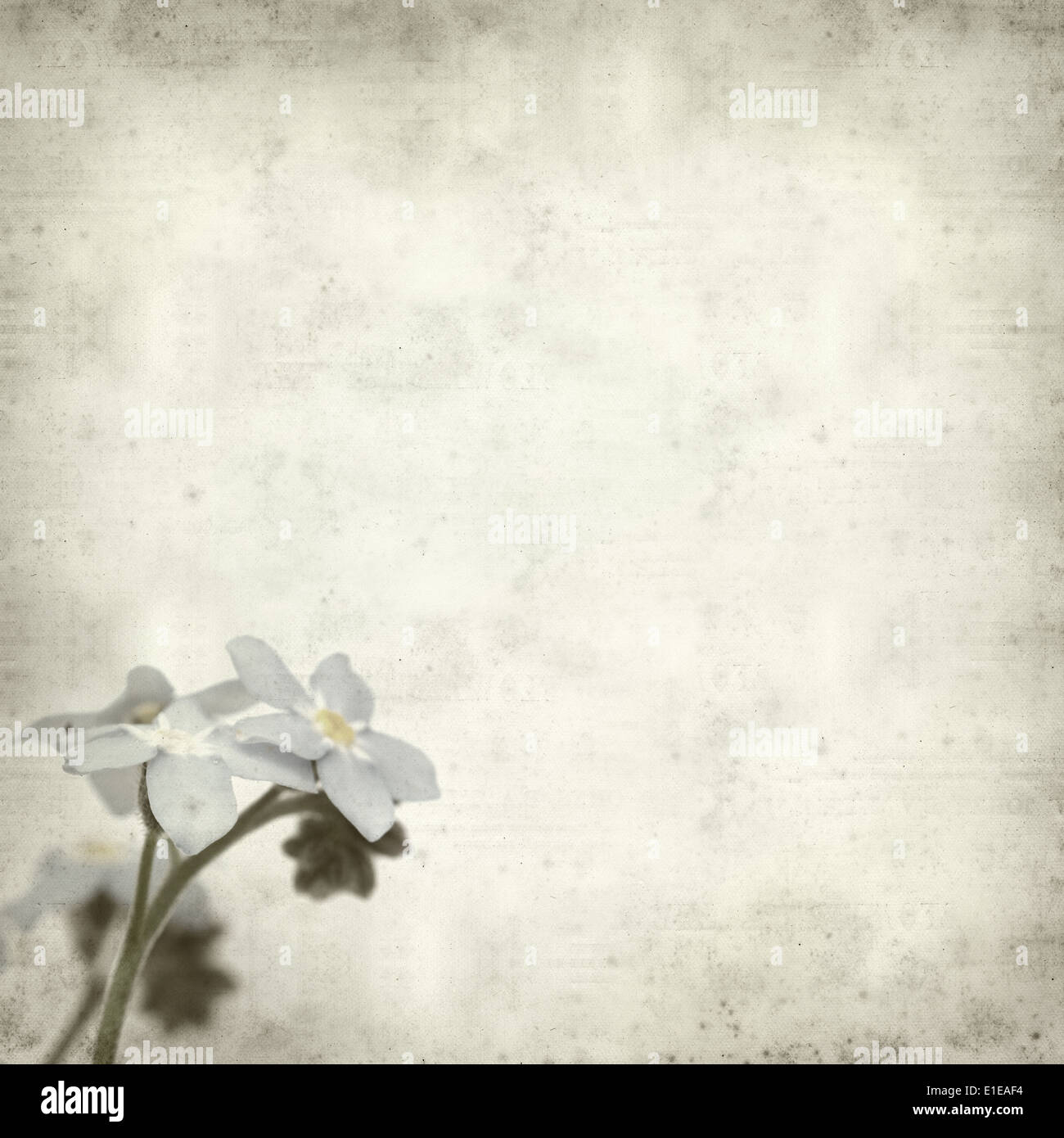 textured old paper background with forget-me-not Stock Photo - Alamy