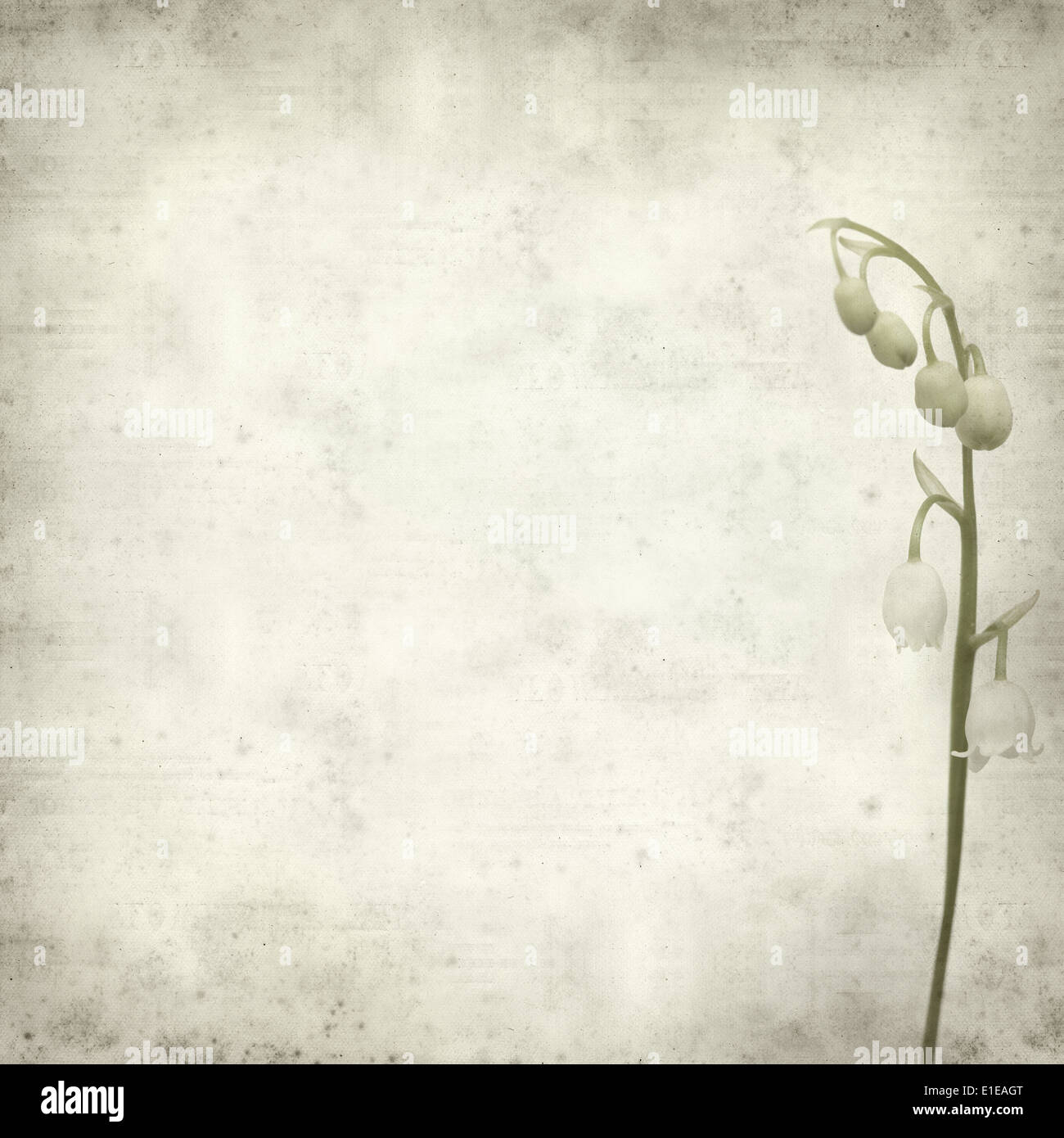 textured old paper background with lily-of-the-valley Stock Photo - Alamy