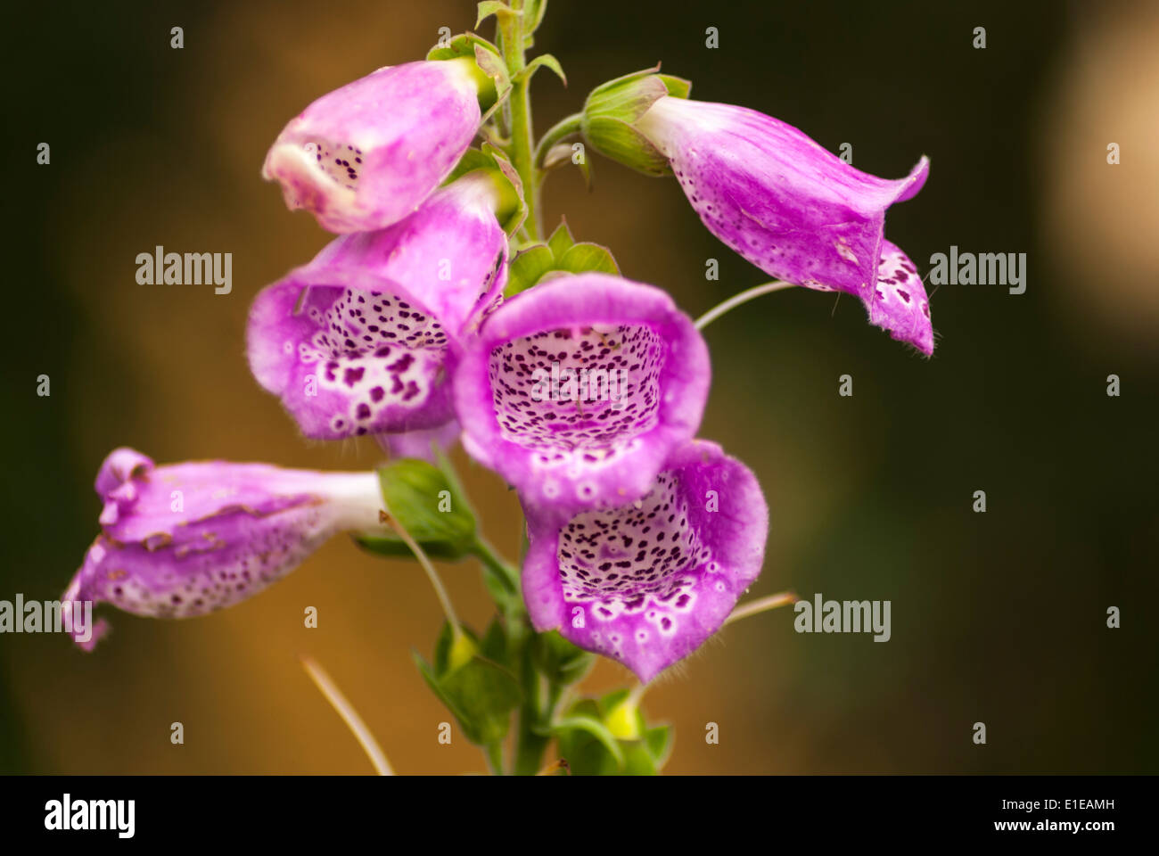 A close up of Foxglove flowers on the stem Stock Photo - Alamy
