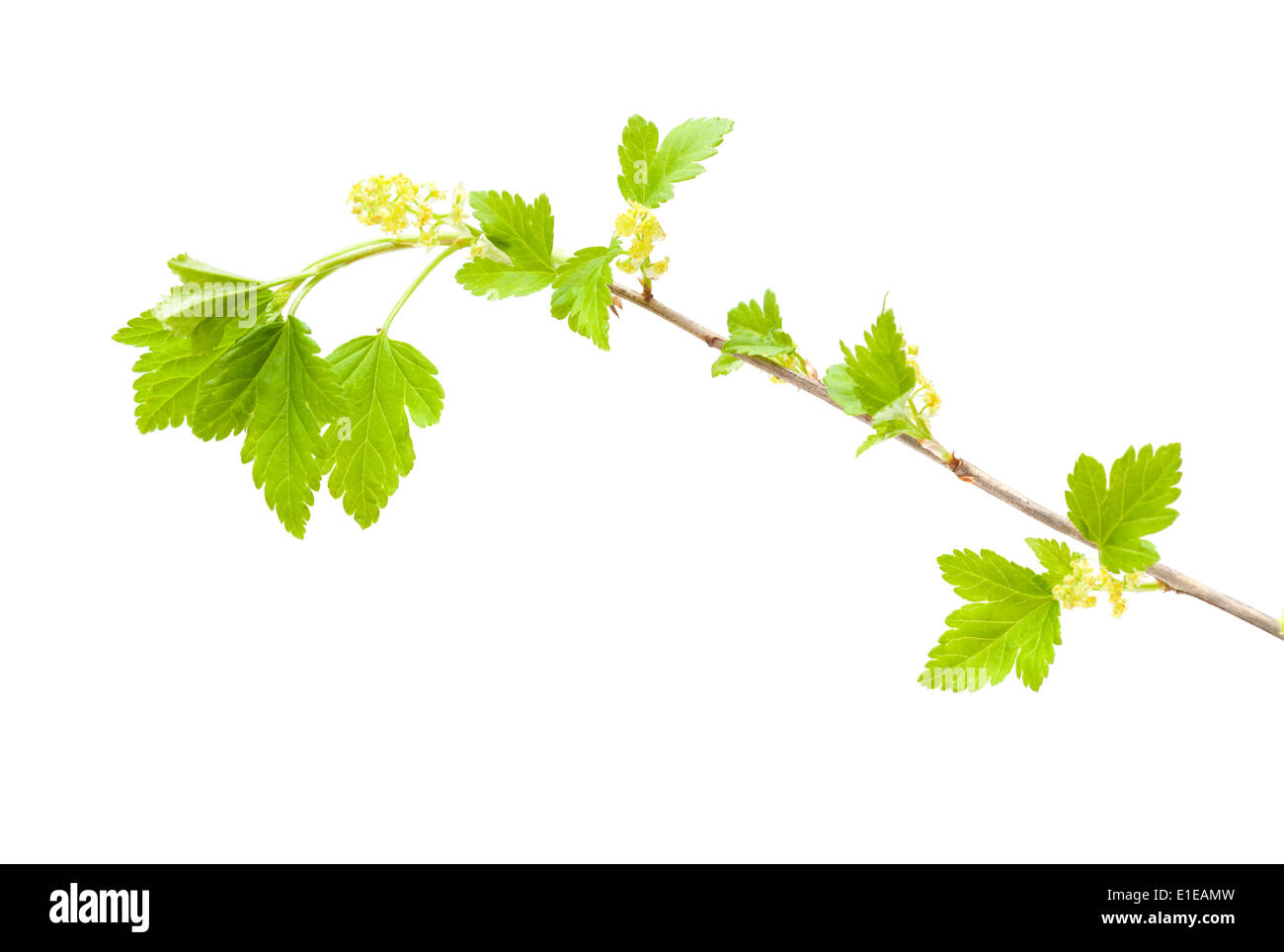 wild currant flowering isolated on white Stock Photo - Alamy