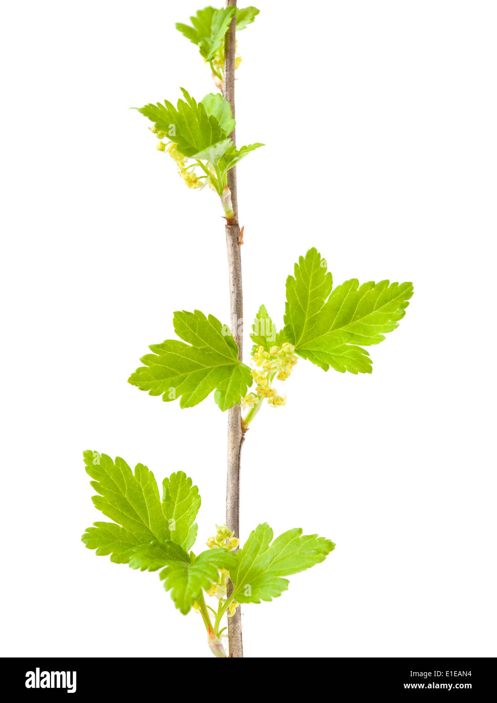 wild currant flowering isolated on white Stock Photo - Alamy