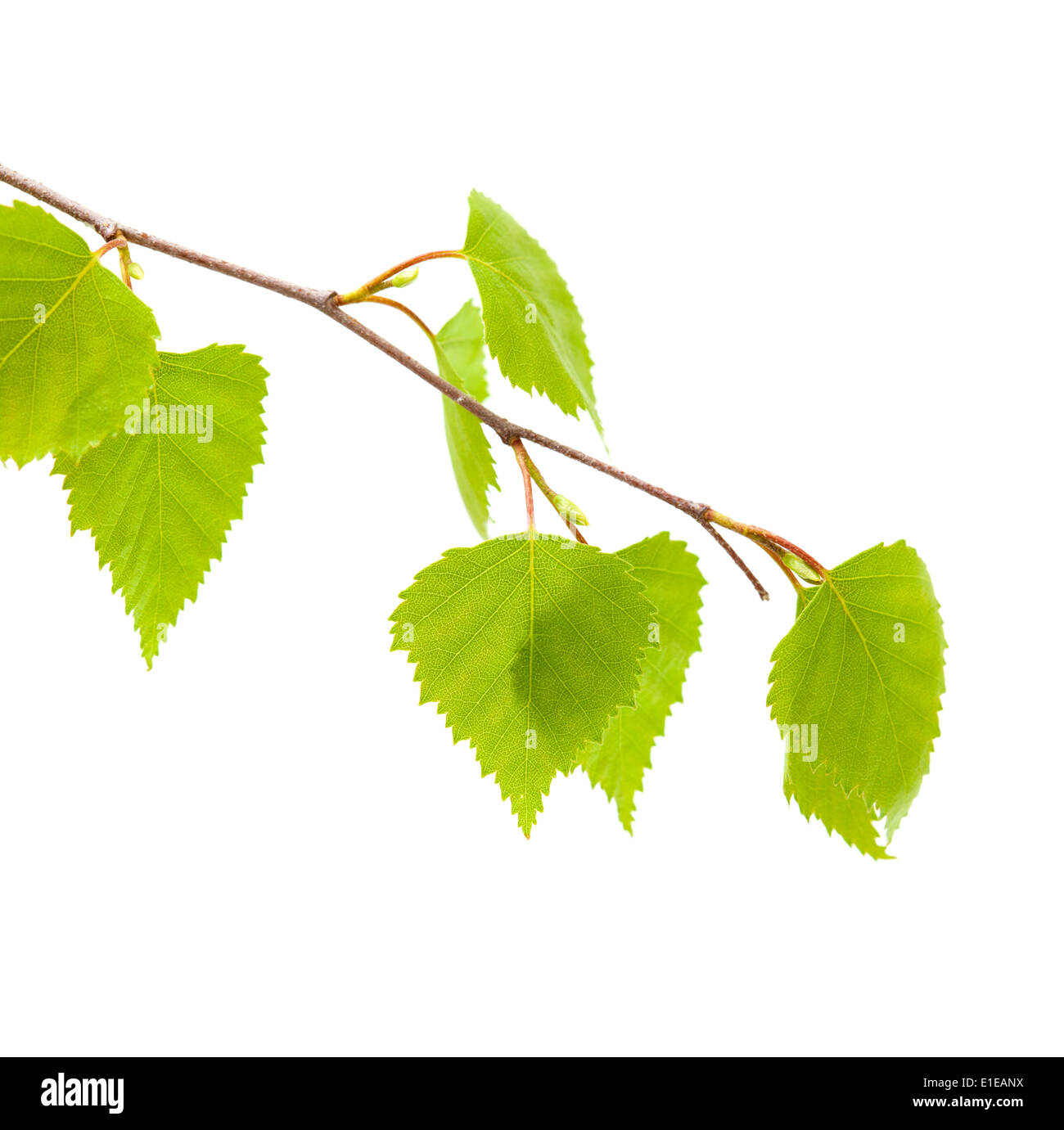 silver birch young leaves isolated Stock Photo - Alamy