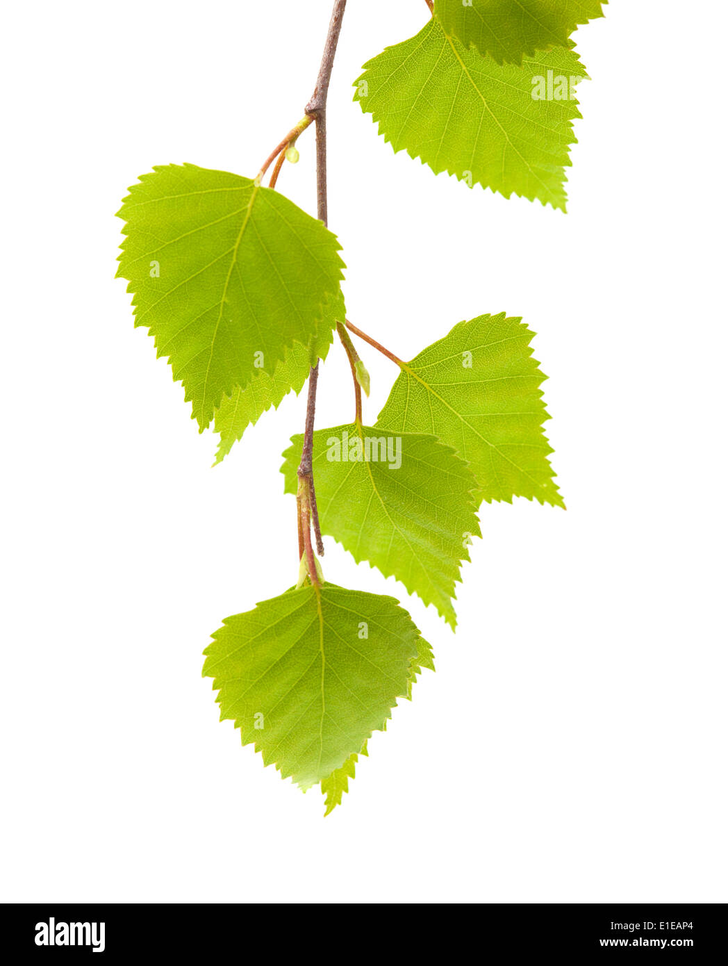 Silver birch leaves hi-res stock photography and images - Alamy
