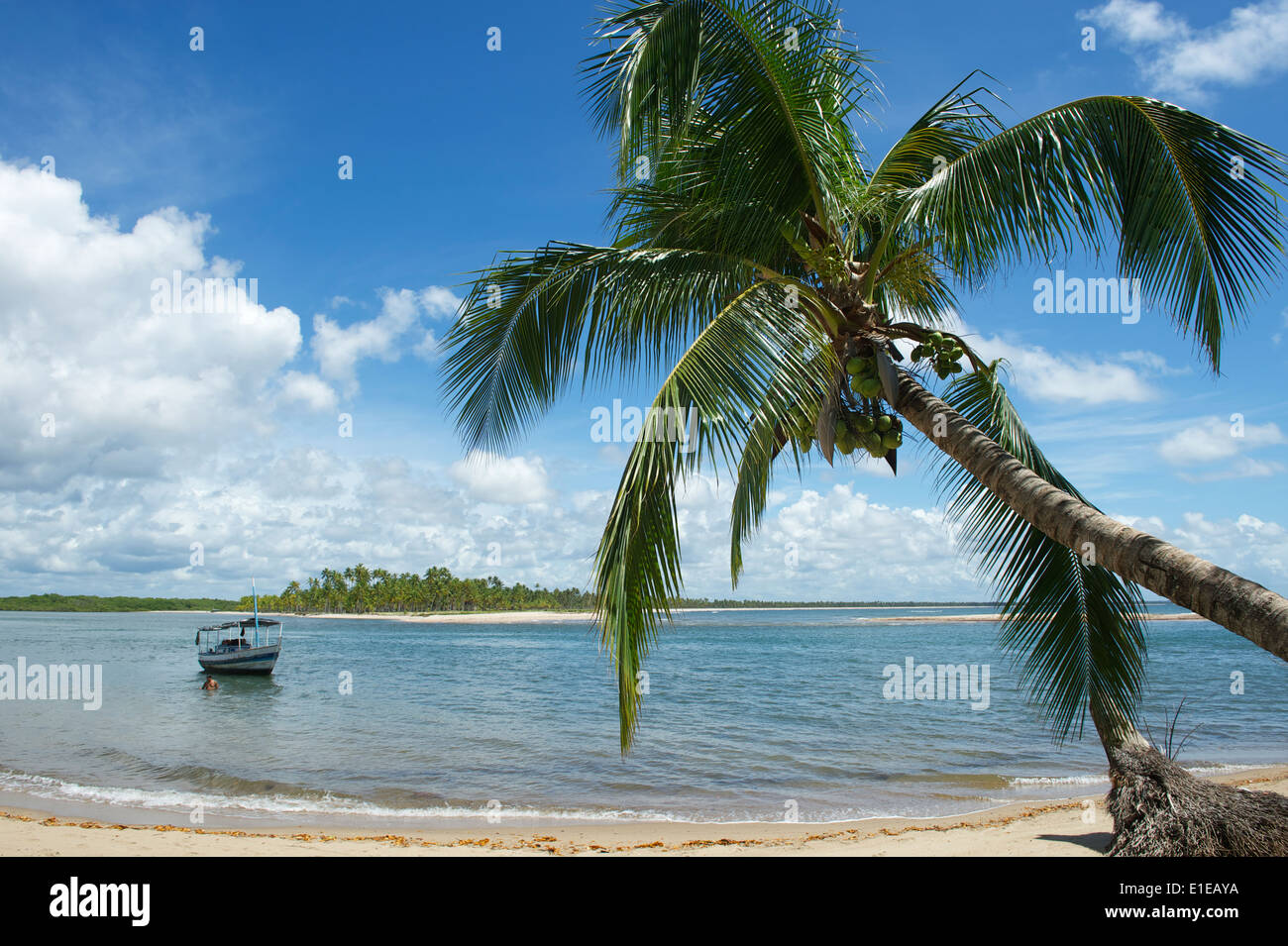 Palm tree standing on the shore of empty Brazilian beach in Bahia ...