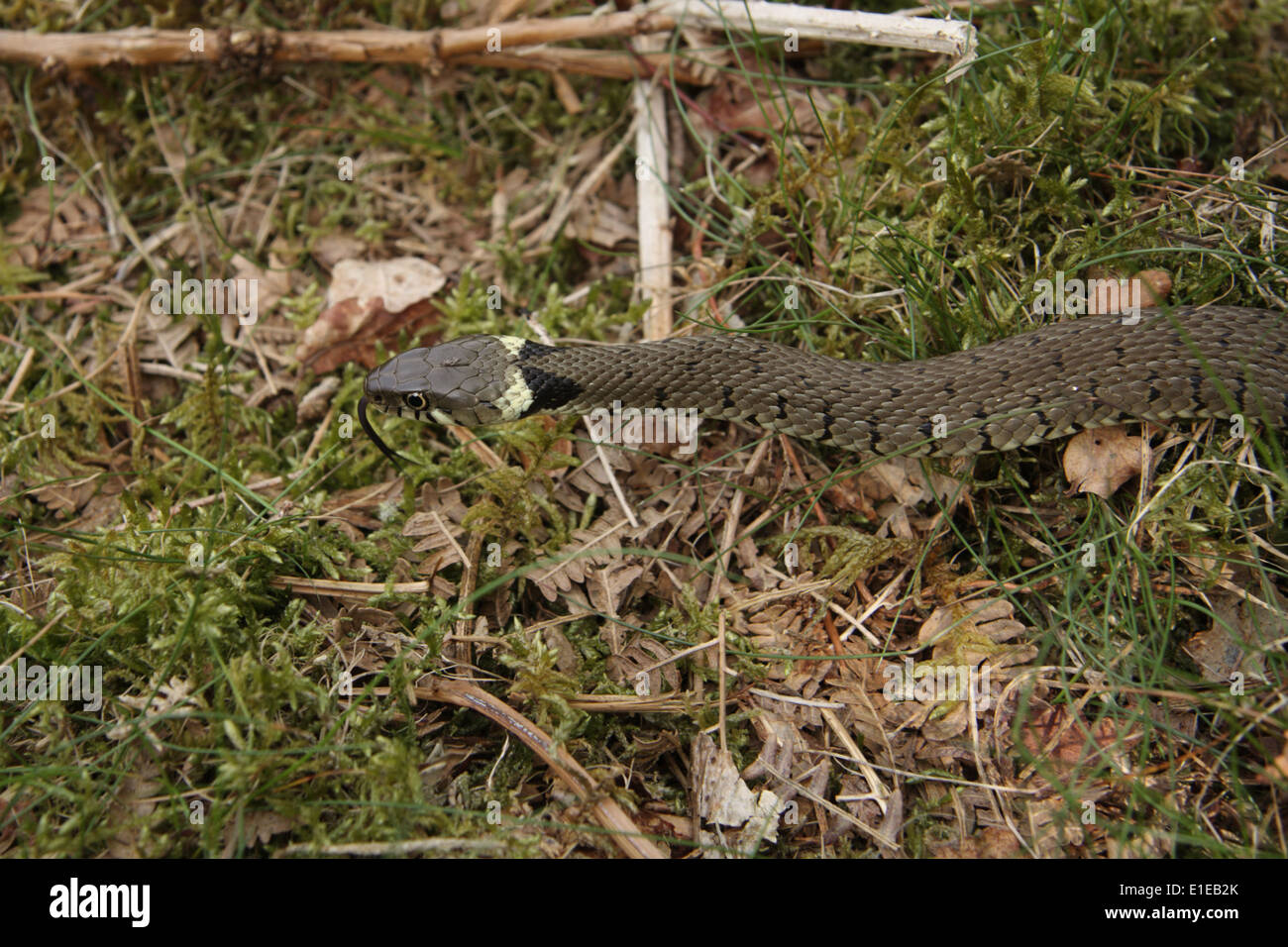 Grass snake, showing head markings Stock Photo - Alamy