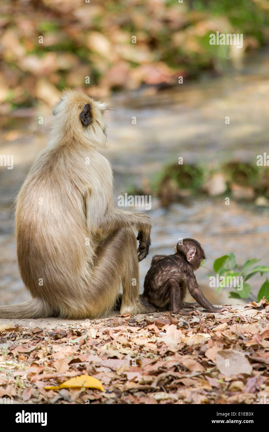 Indian common grey monkey hi-res stock photography and images - Alamy