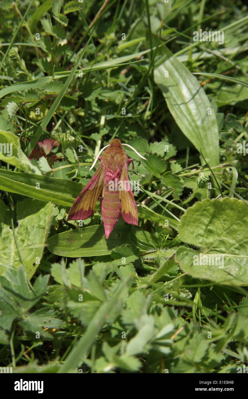 Small Elephant Hawk Moth Stock Photo - Alamy