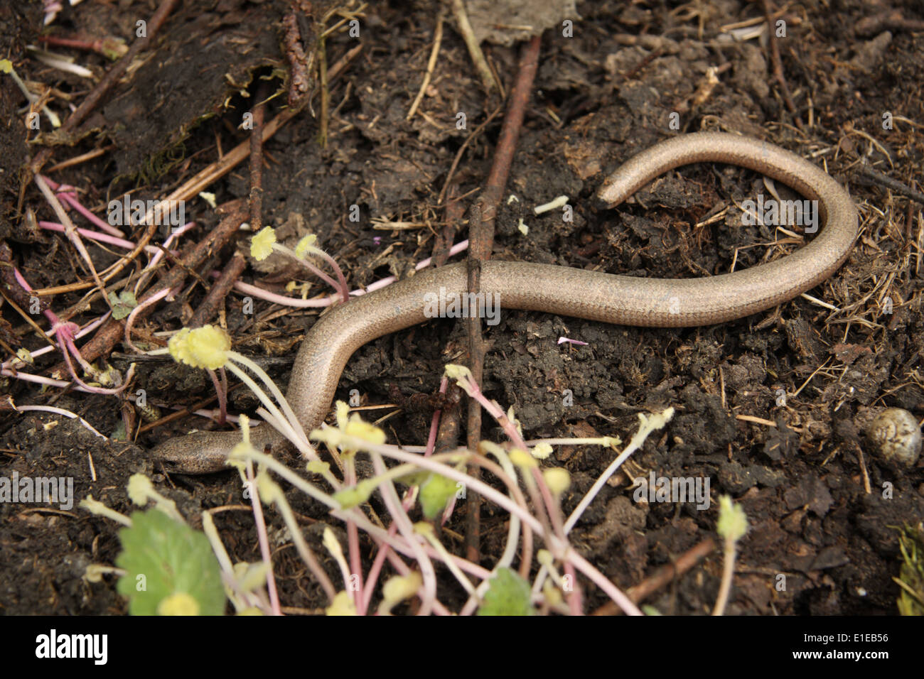 Slow worm hi-res stock photography and images - Alamy