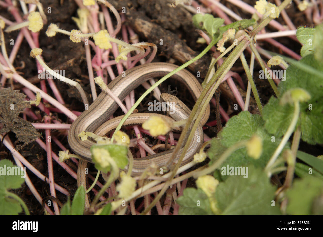 Juvenile slow worms hi-res stock photography and images - Alamy