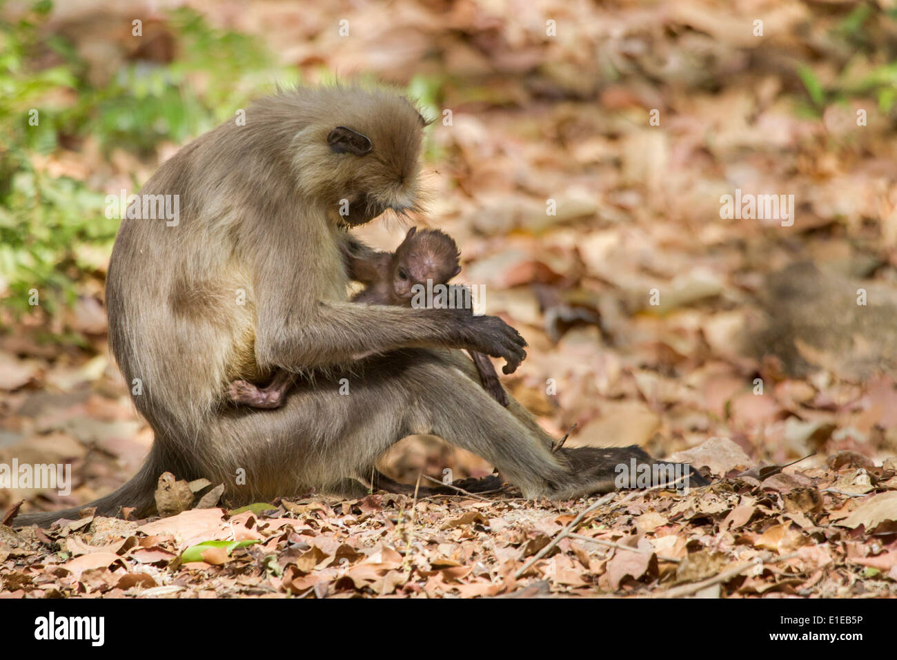 Monkey Holding Baby High Resolution Stock Photography and Images - Alamy
