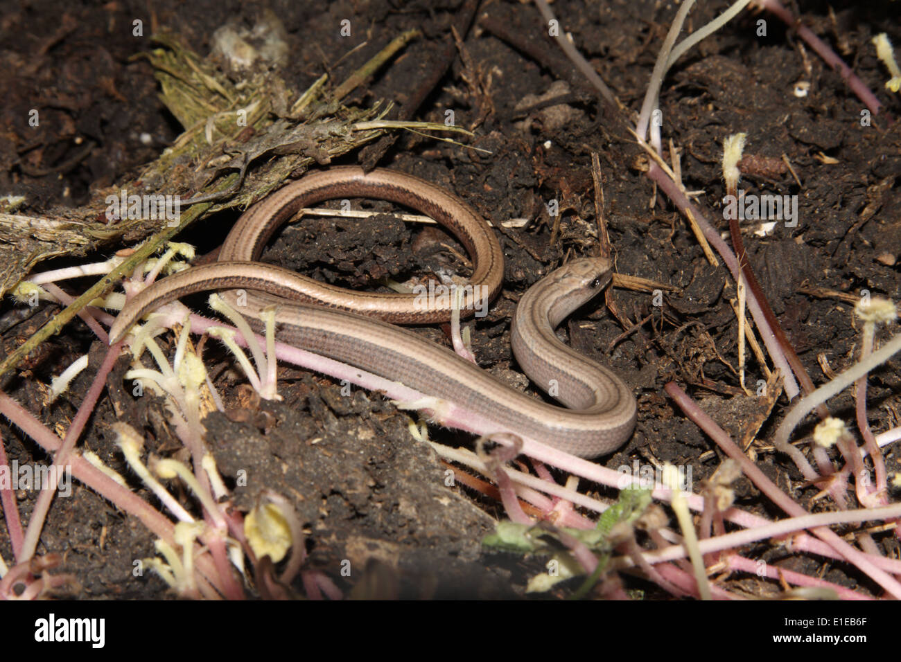 Juvenile slow worms hi-res stock photography and images - Alamy
