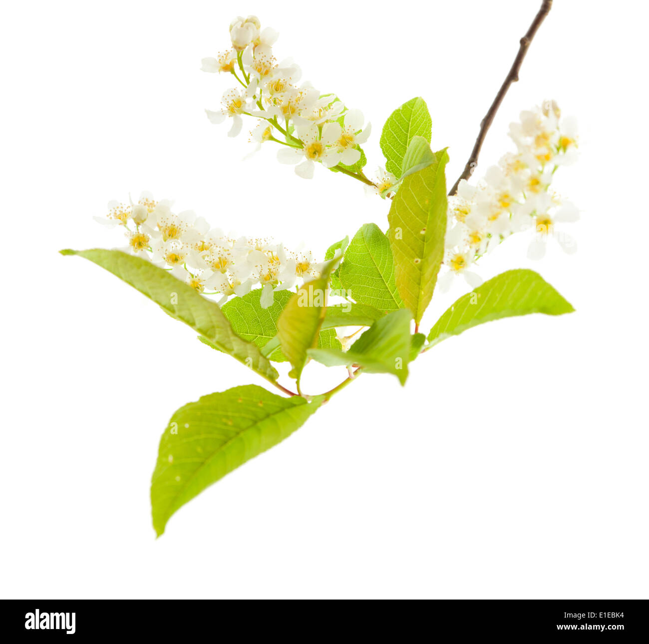 bird cherry flowers isolated on white Stock Photo - Alamy