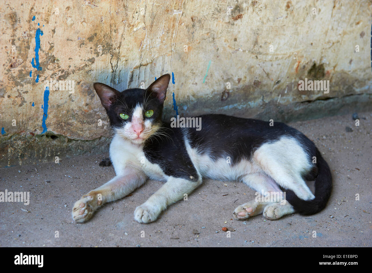 India, Kerala State, Fort cochin or Kochi, Cat Stock Photo - Alamy