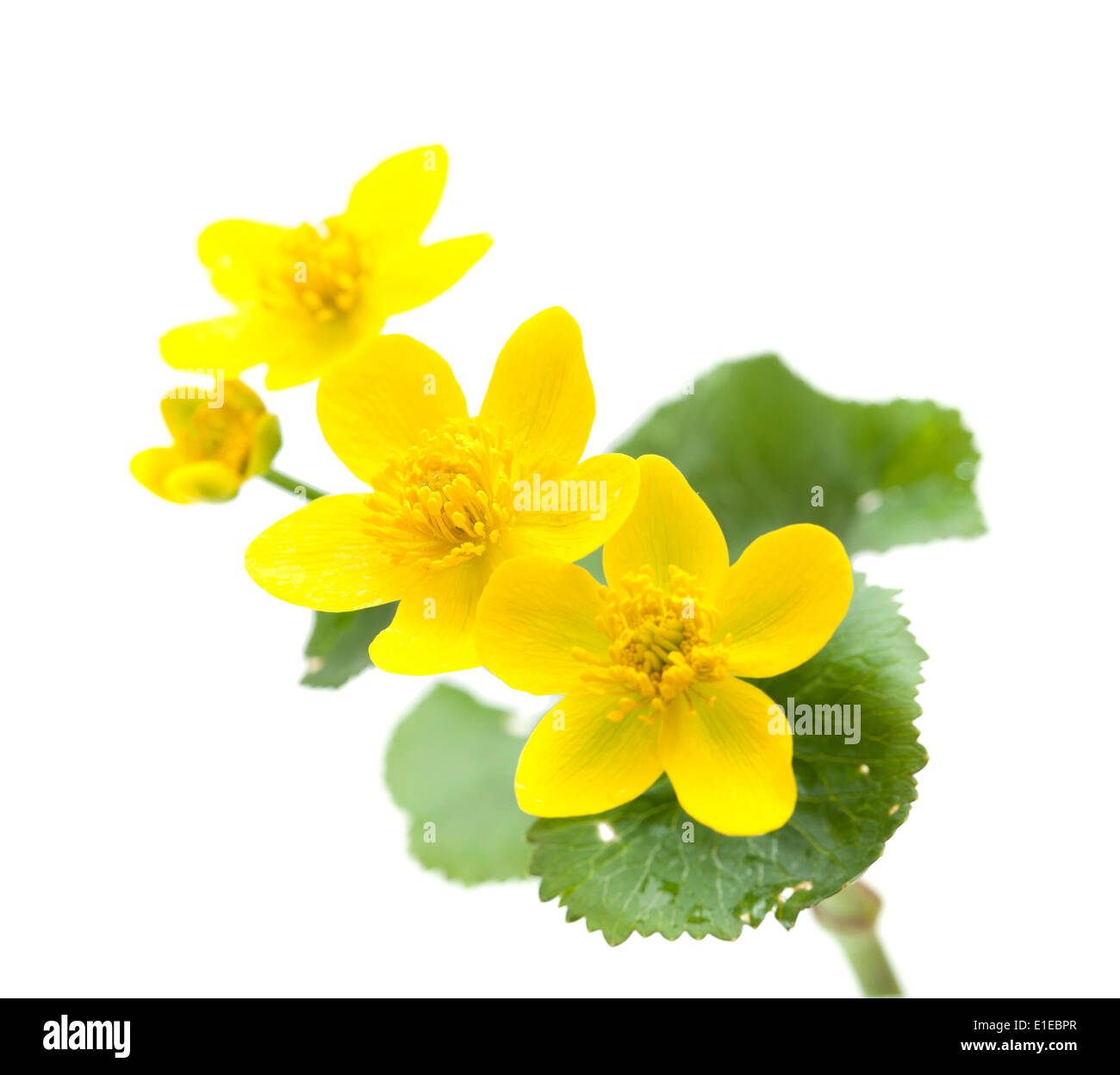 Caltha palustris marsh marigold flowers isolated on white Stock Photo ...