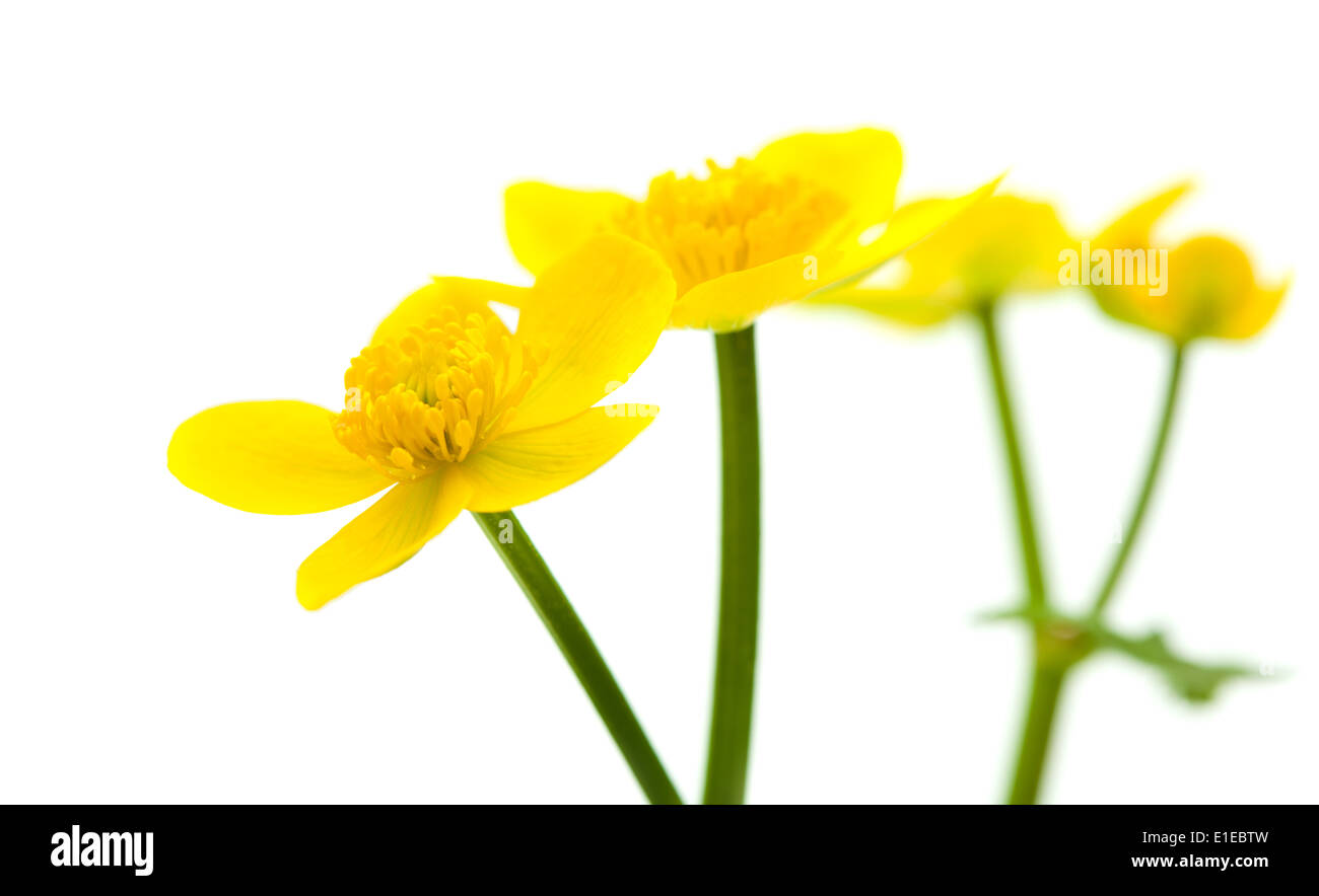 Caltha palustris marsh marigold flowers isolated on white Stock Photo ...