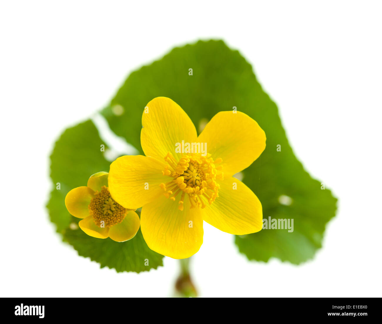 Caltha palustris marsh marigold flowers isolated on white Stock Photo ...
