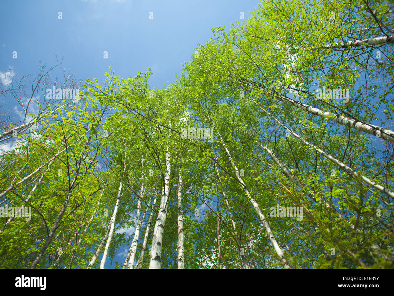 Silver birches hi-res stock photography and images - Alamy
