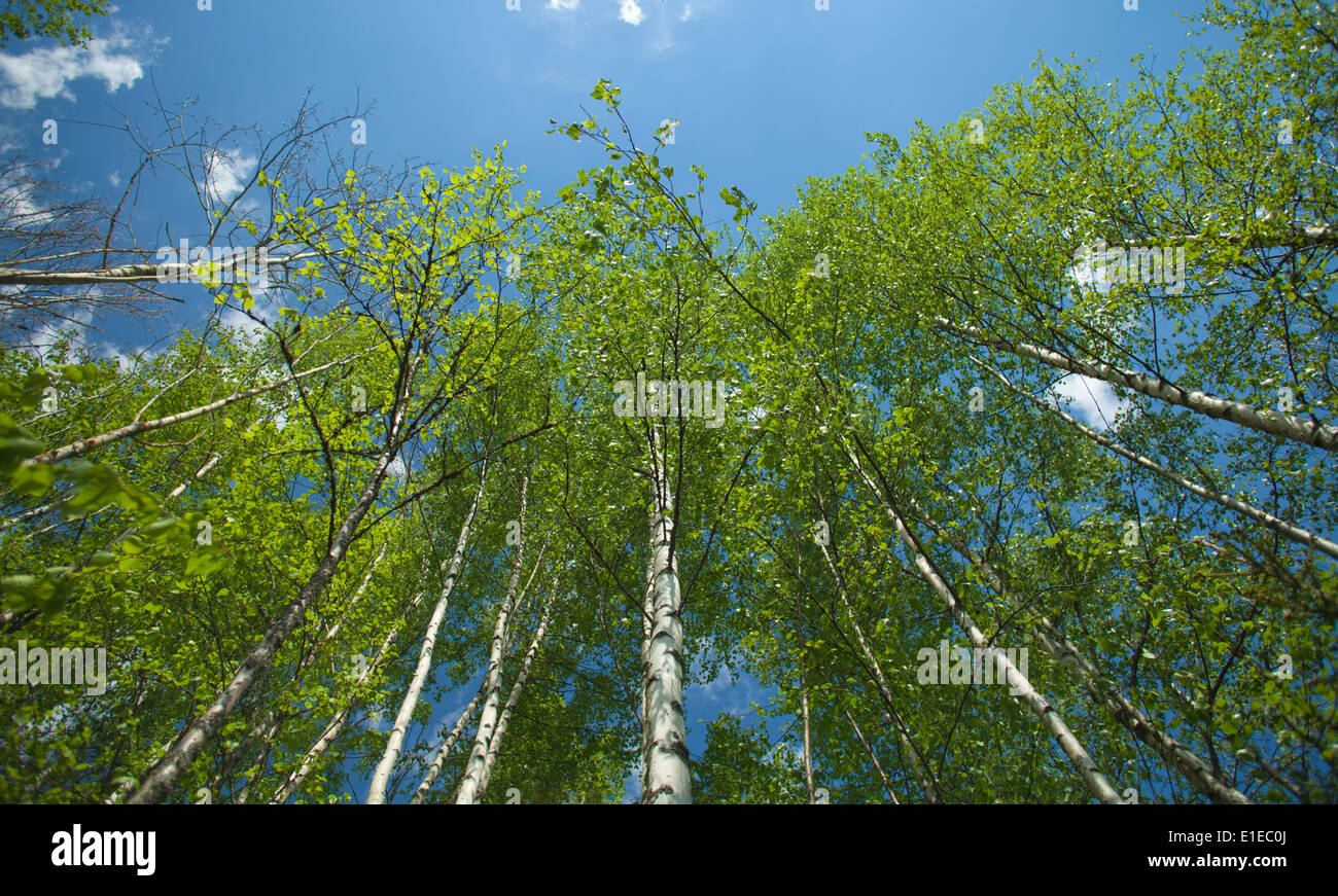 Silver birches hi-res stock photography and images - Alamy