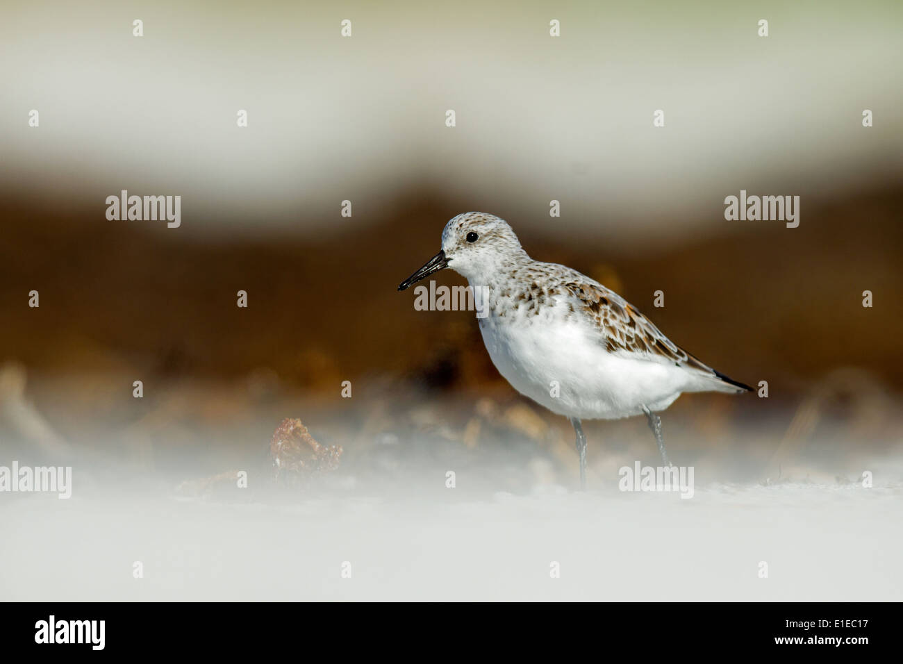 Sanderling summer breeding plumage hi-res stock photography and images ...