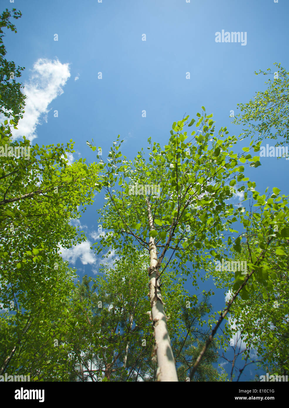 Silver birches hi-res stock photography and images - Alamy