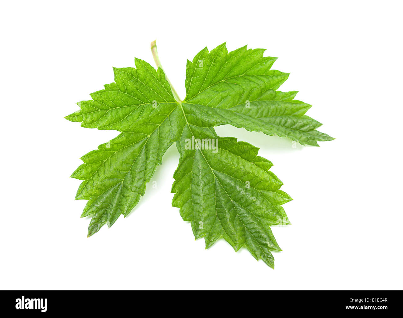 Hop leaf closeup isolated on white Stock Photo - Alamy