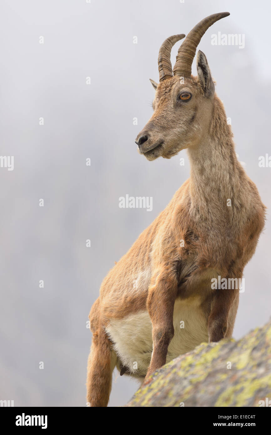 Female young ibex on rock hi-res stock photography and images - Alamy