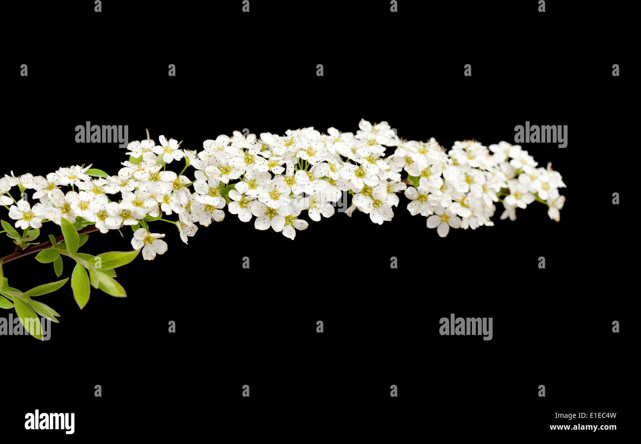 flowering twig isolated on black Stock Photo - Alamy