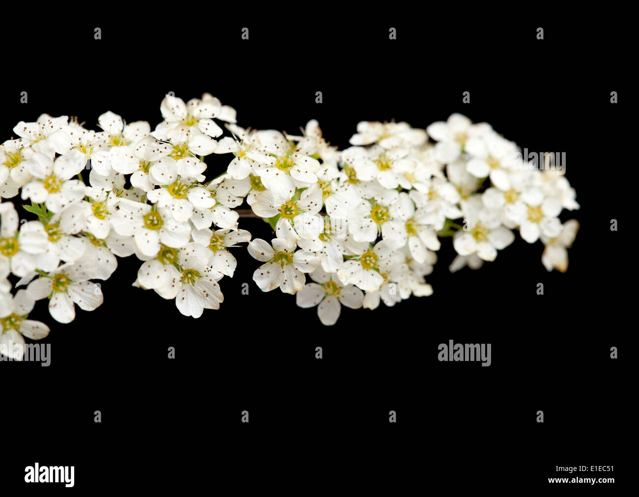 flowering twig isolated on black Stock Photo - Alamy