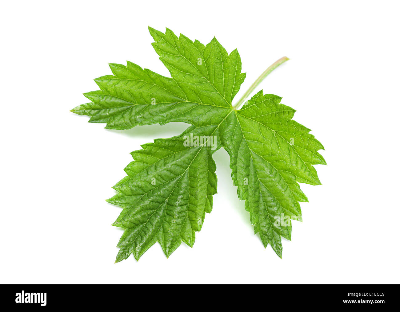 Hop leaf closeup isolated on white Stock Photo - Alamy