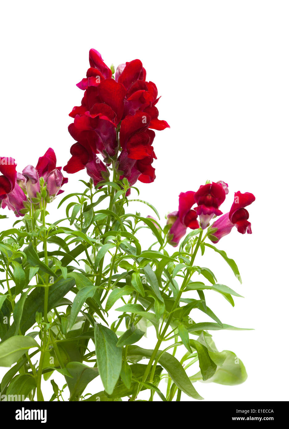 dark red garden snapdragon isolated on white Stock Photo - Alamy