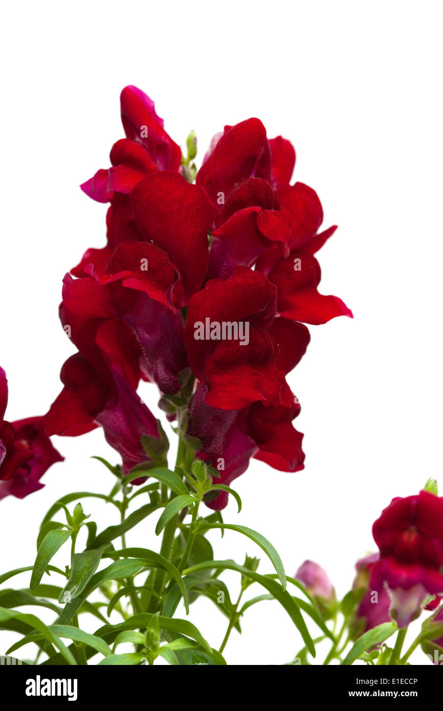 dark red garden snapdragon isolated on white Stock Photo - Alamy