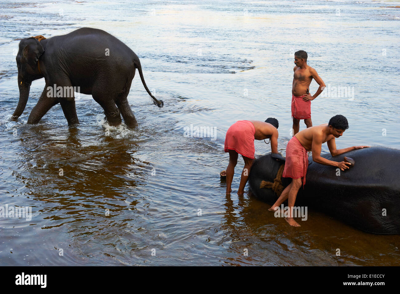 India, Kerala state, elephant training centre at Kodanad Stock Photo ...