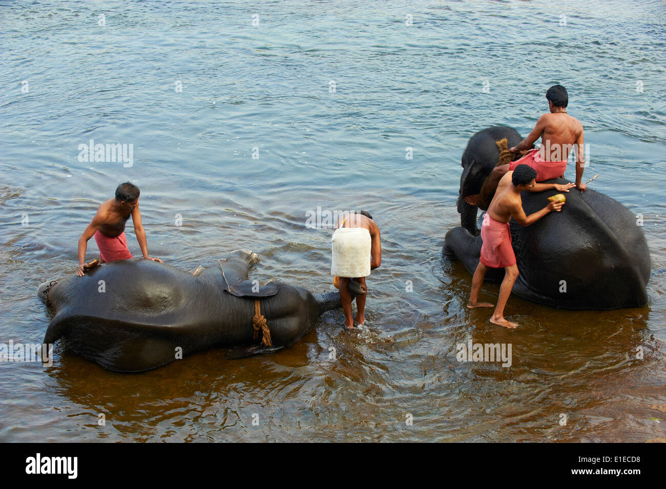 Elephant training centre kodanad kerala hi-res stock photography and ...