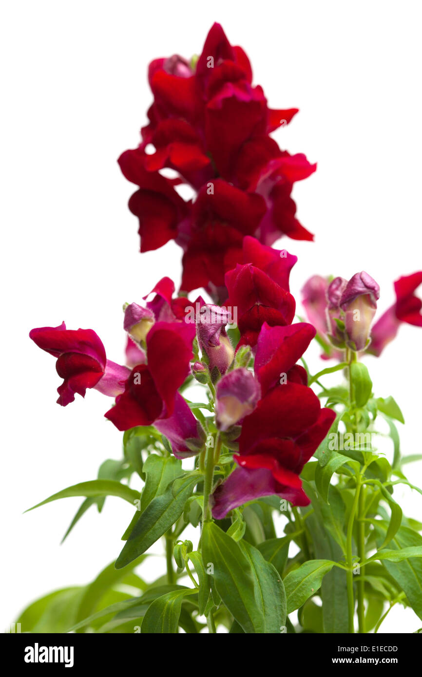 Dark Red Garden Snapdragon Antirrhinum High Resolution Stock ...