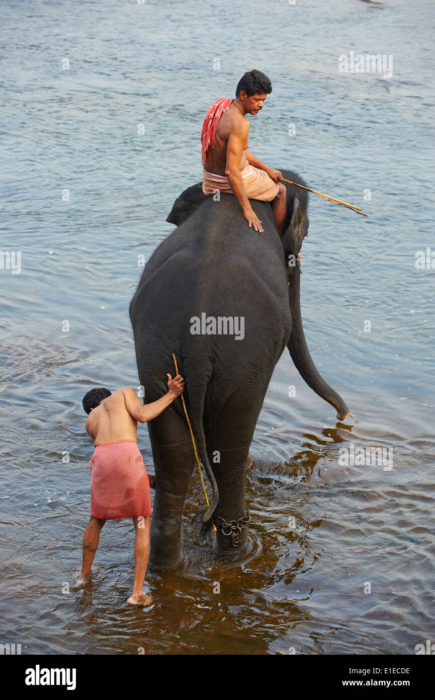 India, Kerala state, elephant training centre at Kodanad Stock Photo ...