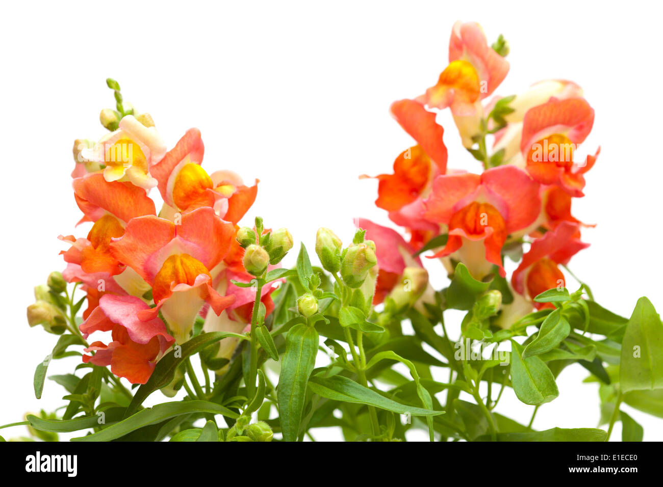 Yellow snapdragon mouth hi-res stock photography and images - Alamy