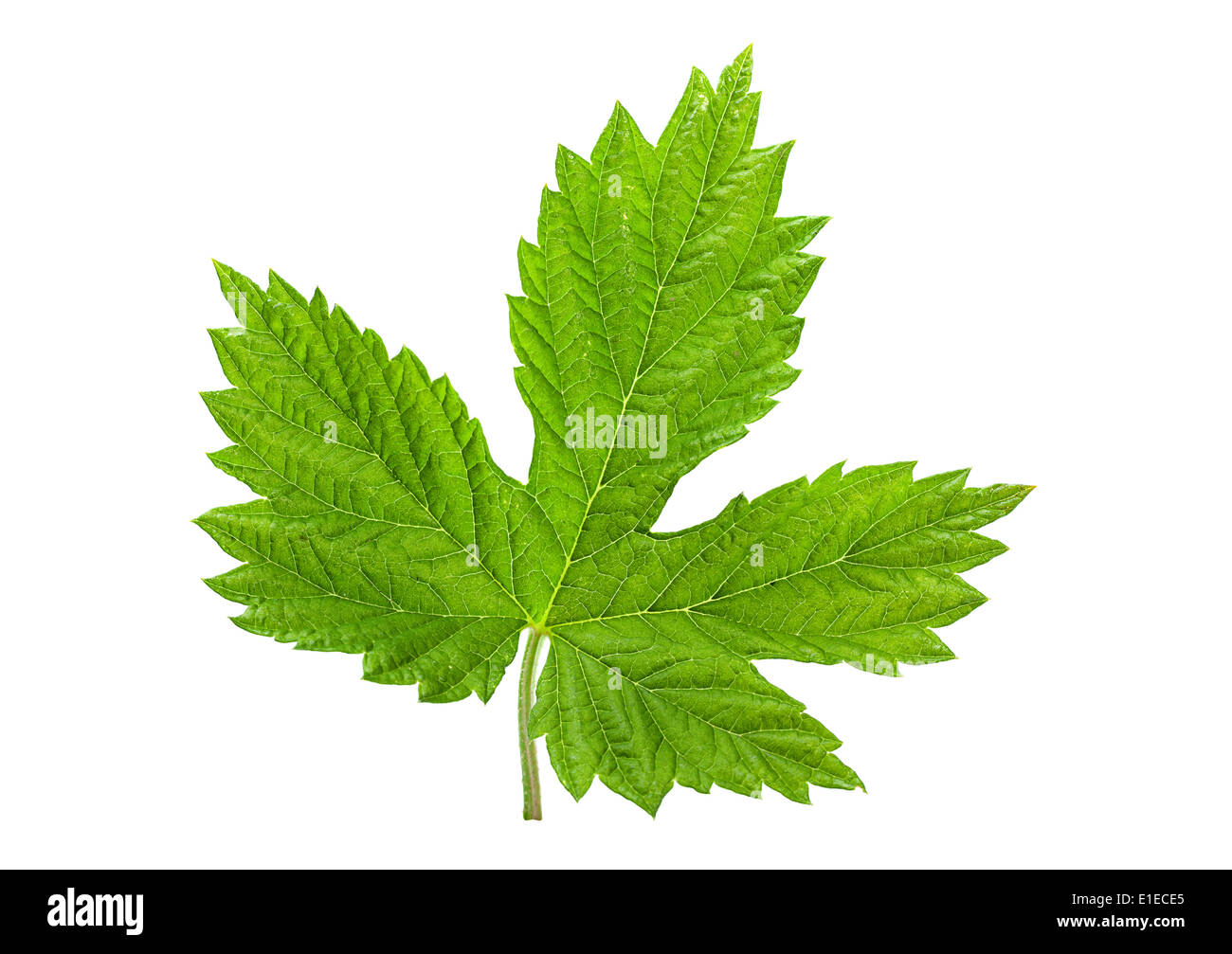 Hop leaf closeup isolated on white Stock Photo - Alamy