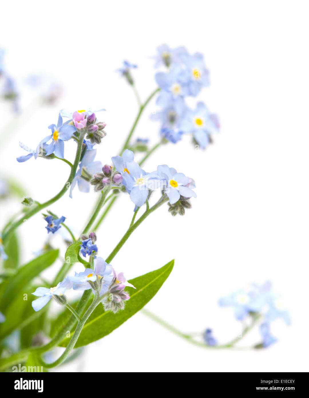 forget me not isolated on white Stock Photo - Alamy