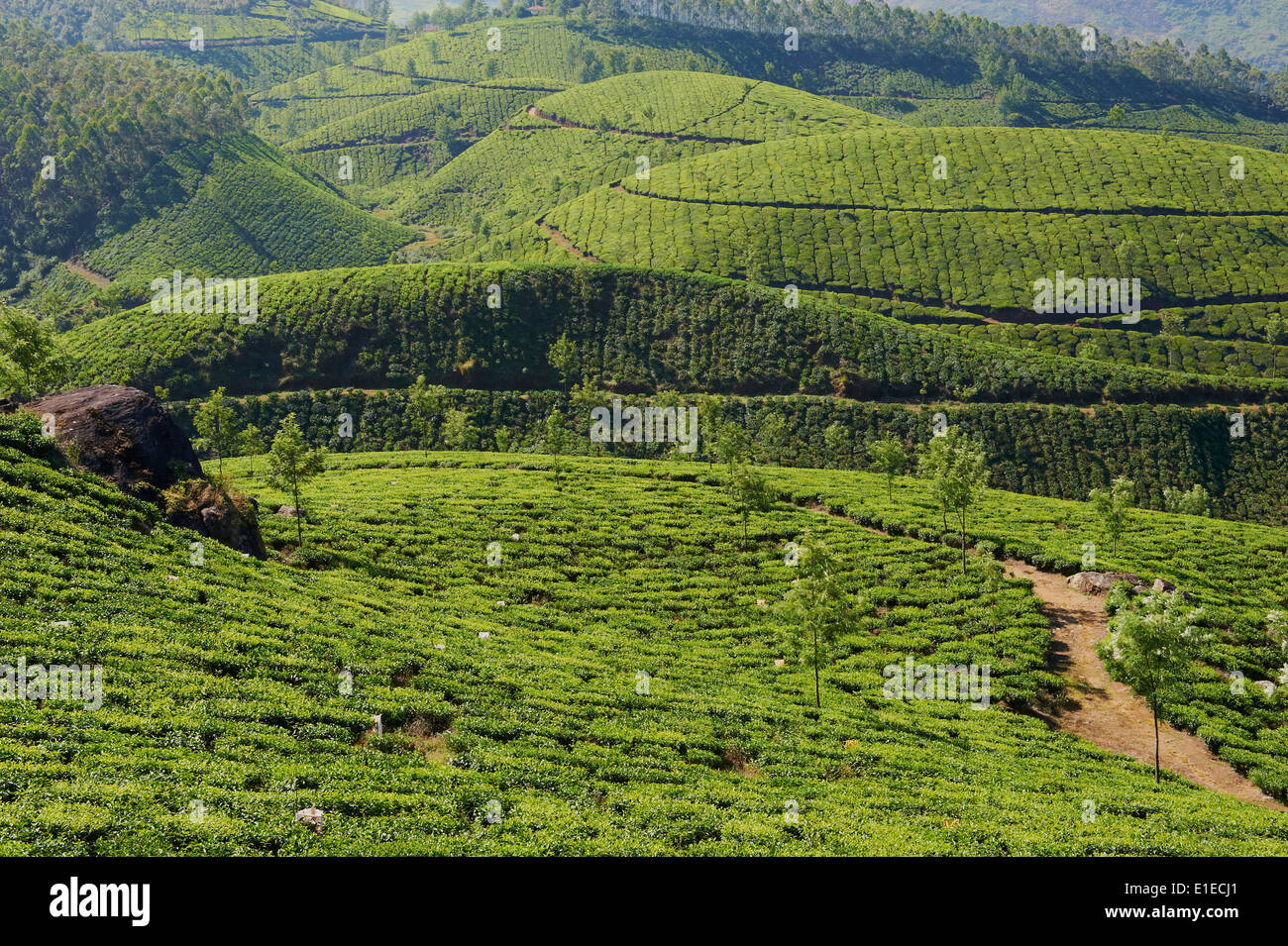India, Kerala state, Munnar, tea plantations Stock Photo - Alamy