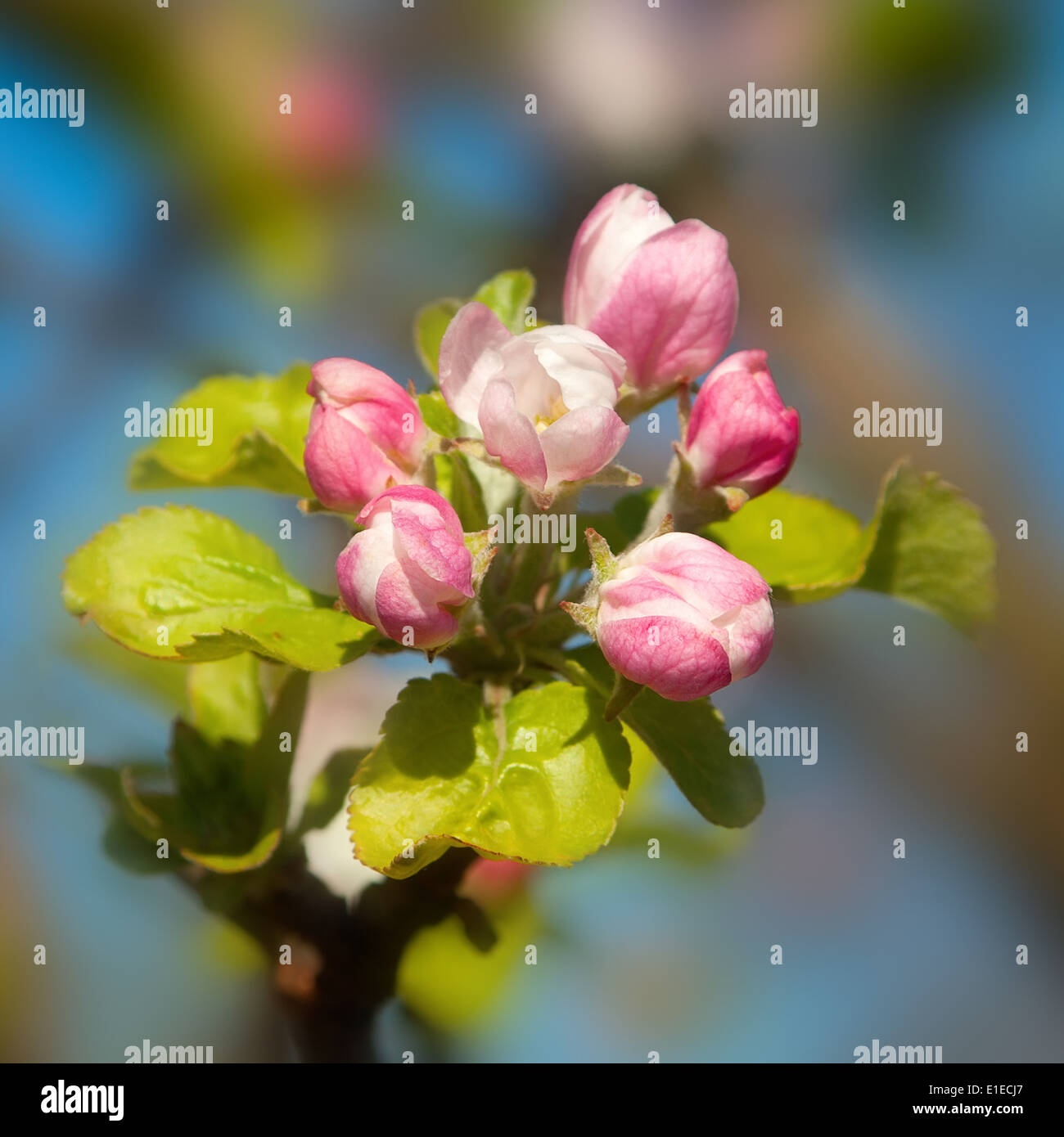 Branch blossom apple tree hi-res stock photography and images - Alamy