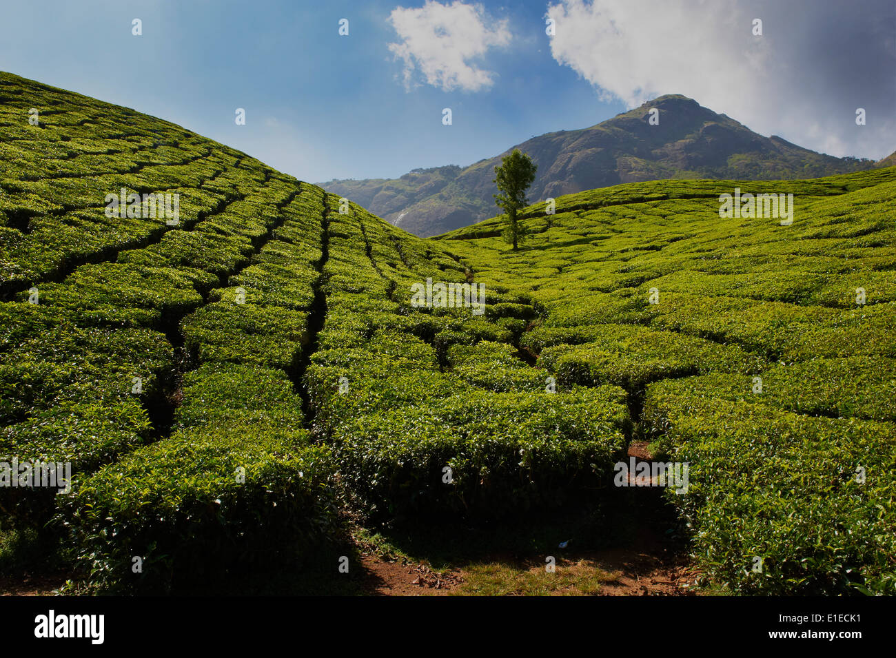 India, Kerala state, Munnar, tea plantations Stock Photo - Alamy