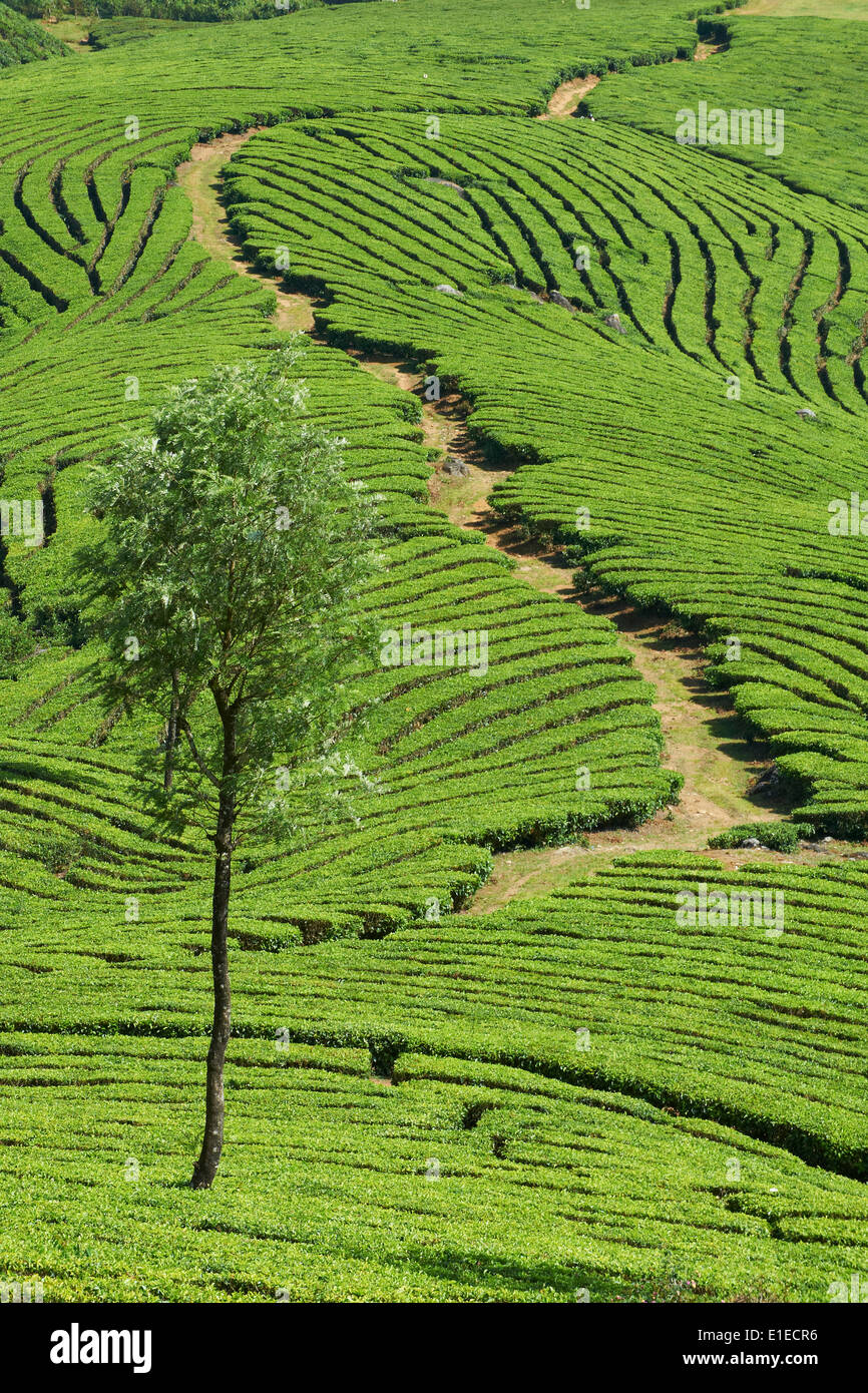 India, Kerala state, Munnar, tea plantations Stock Photo - Alamy