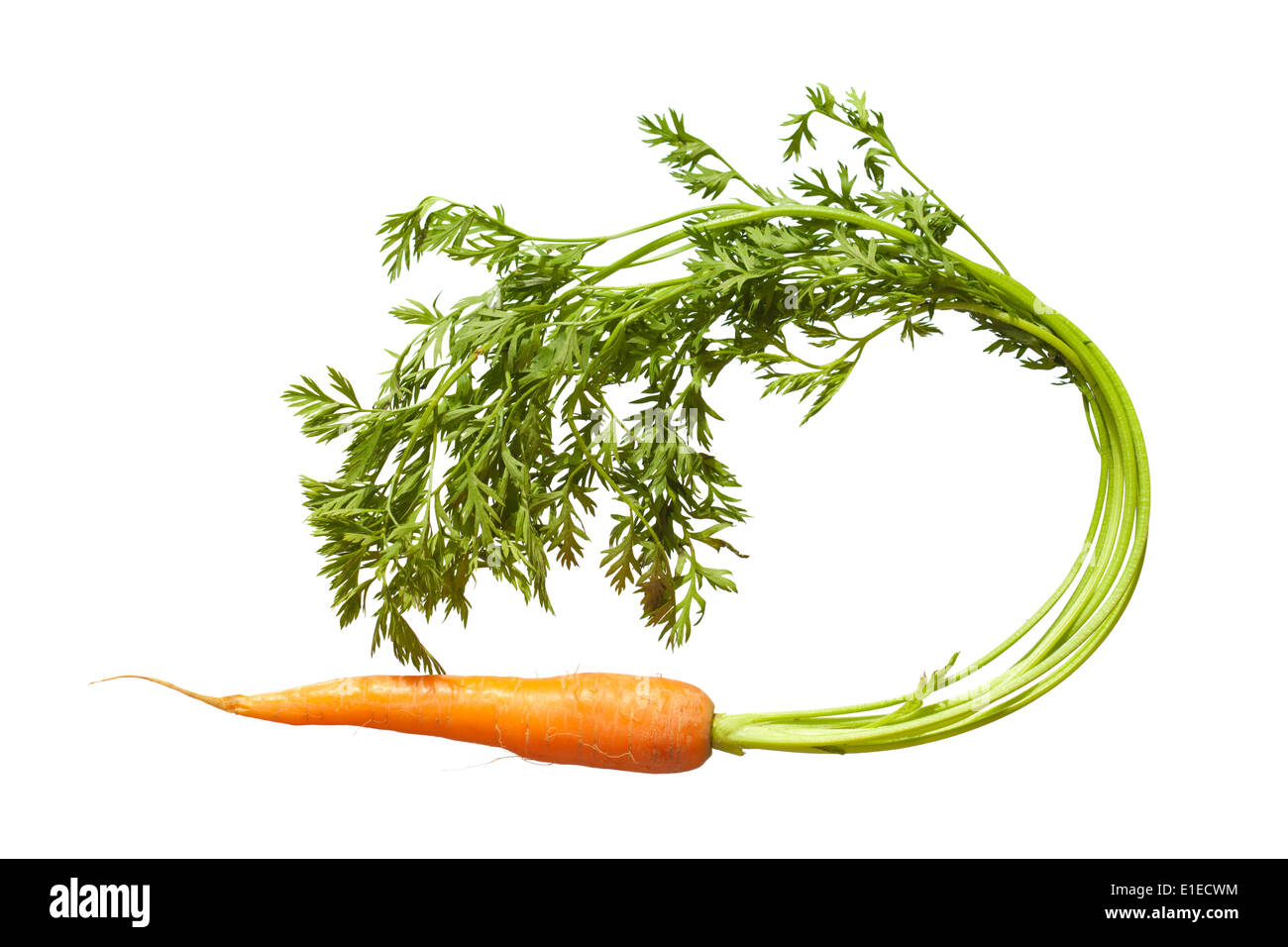single carrot isolated on white Stock Photo - Alamy