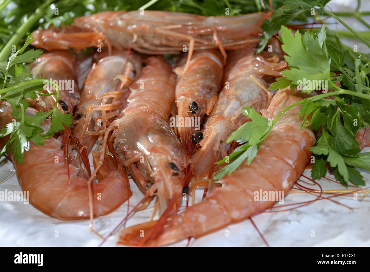 Typical crustaceans hi-res stock photography and images - Alamy