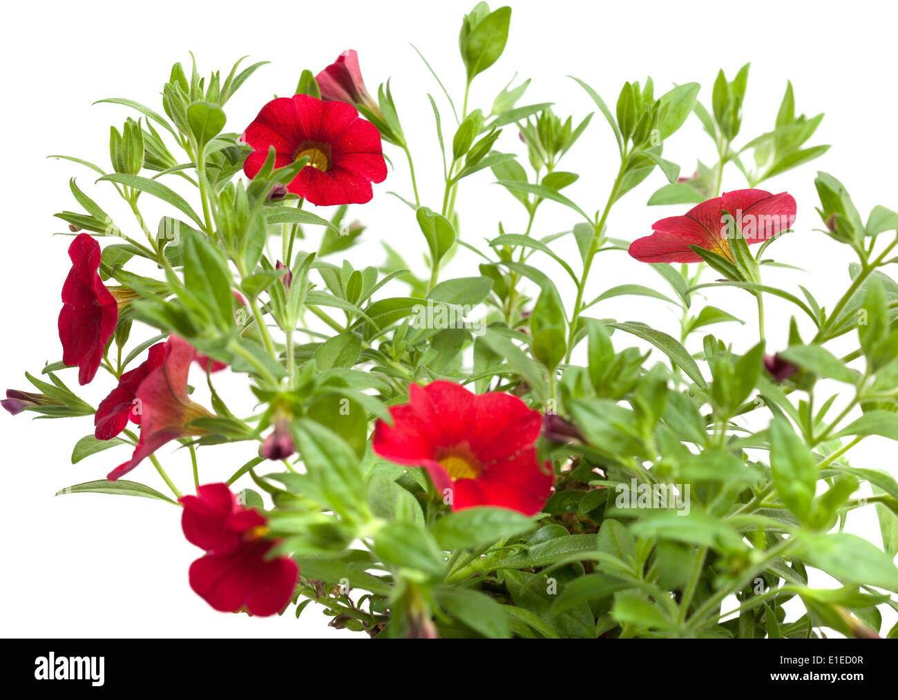 Deep red petunia hi-res stock photography and images - Alamy