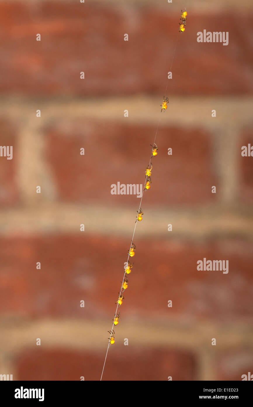 Climbing spiders hi-res stock photography and images - Alamy