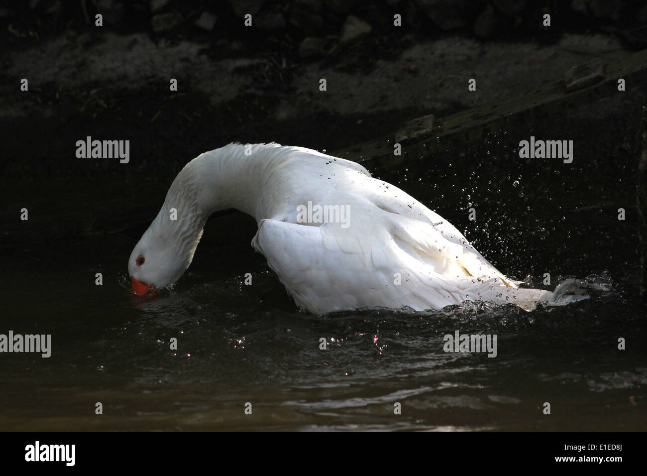 Diving goose hi-res stock photography and images - Alamy