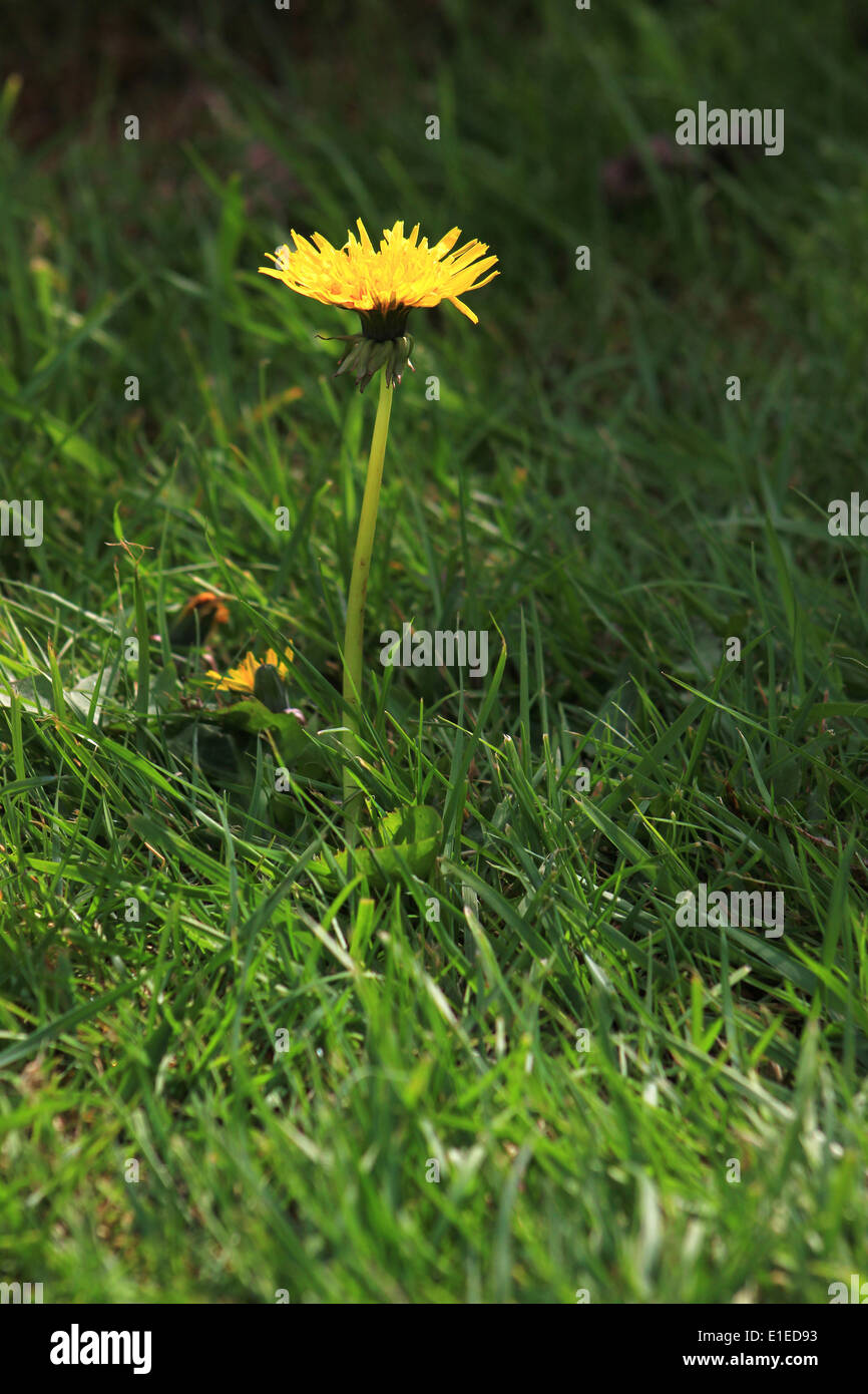 Dandelion in middle of lawn Stock Photo - Alamy