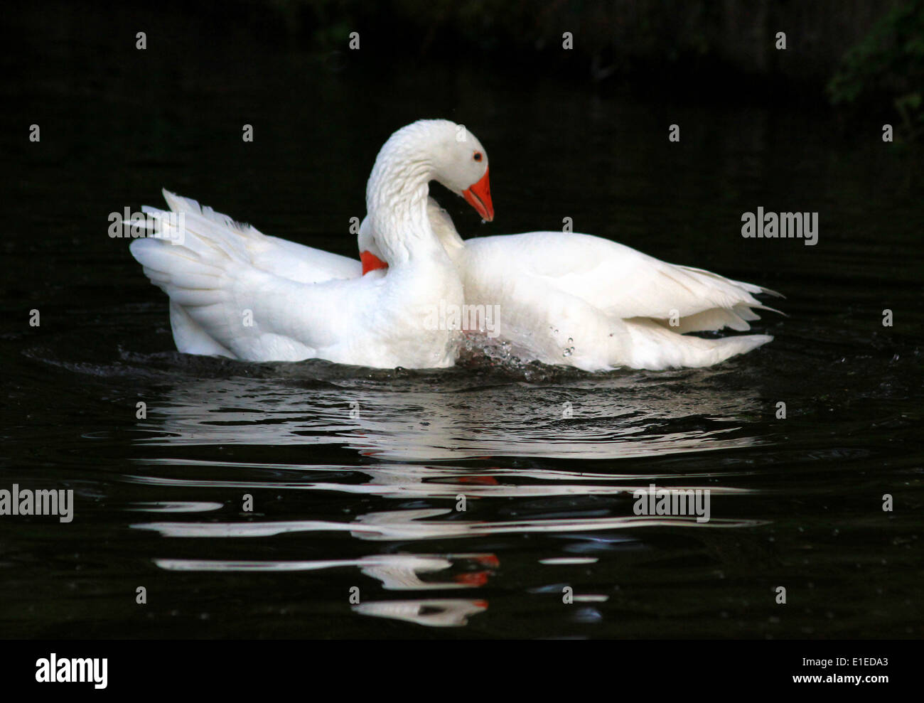 Breeding of geese hi-res stock photography and images - Alamy